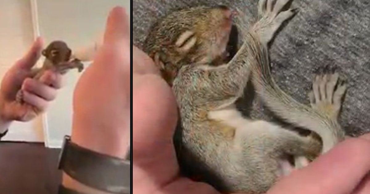 Sandy Springs officer rescues baby squirrel found behind headquarters ...
