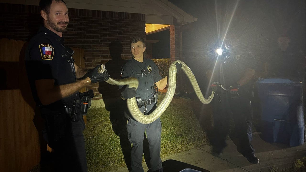 Escaped python found hiding under parked car in Texas neighborhood ...