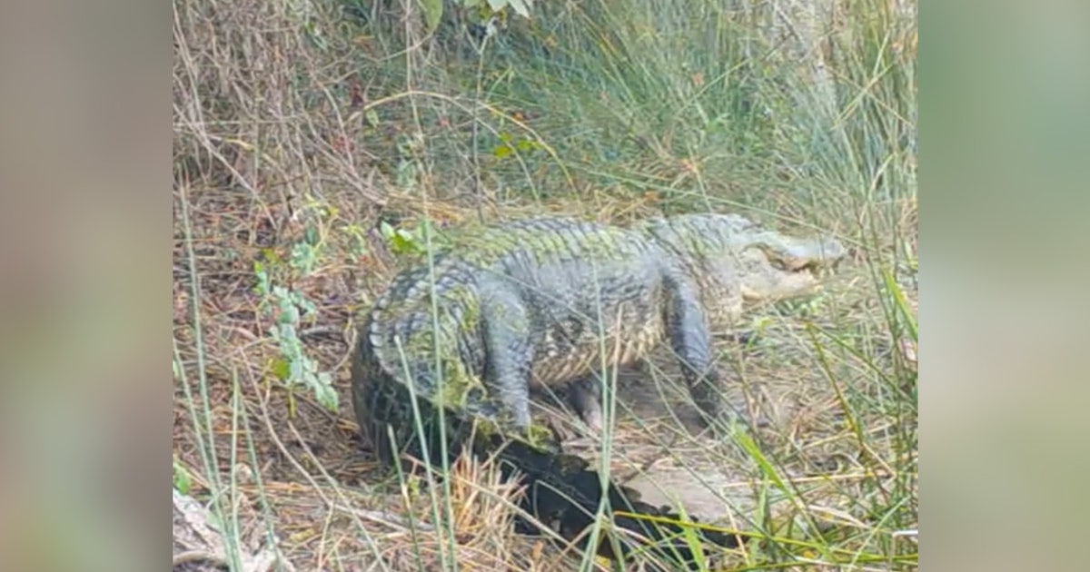 Huge 8-foot alligator carries new hatchlings in Oklahoma: video | FOX 5 ...