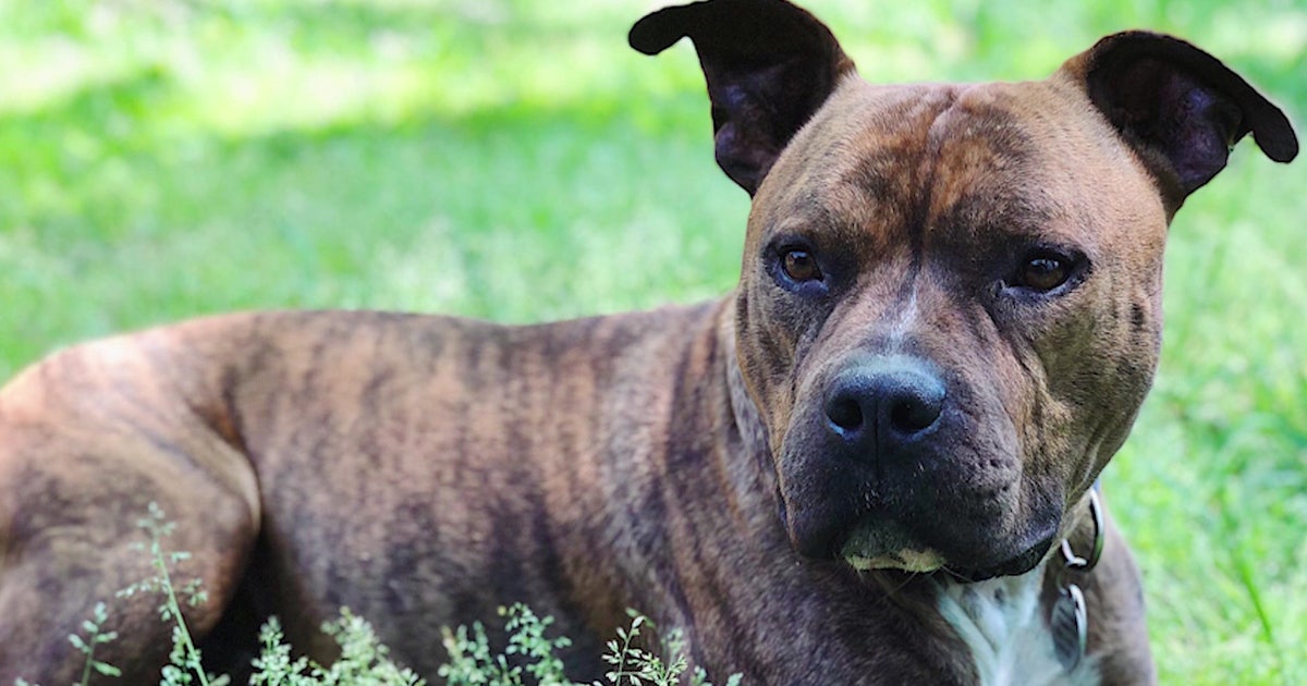 Dognapper caught on camera in southwest Atlanta, owner pleads for pup’s ...
