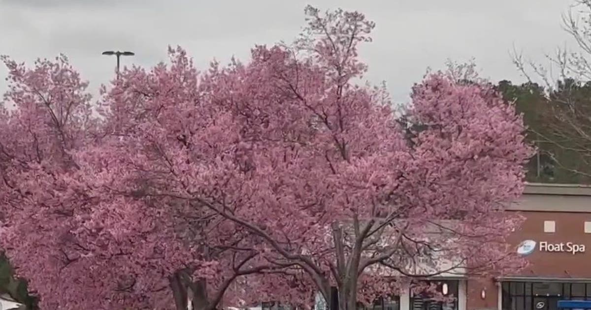 Allergy alert: Georgia's pollen season may be here a little early | FOX ...