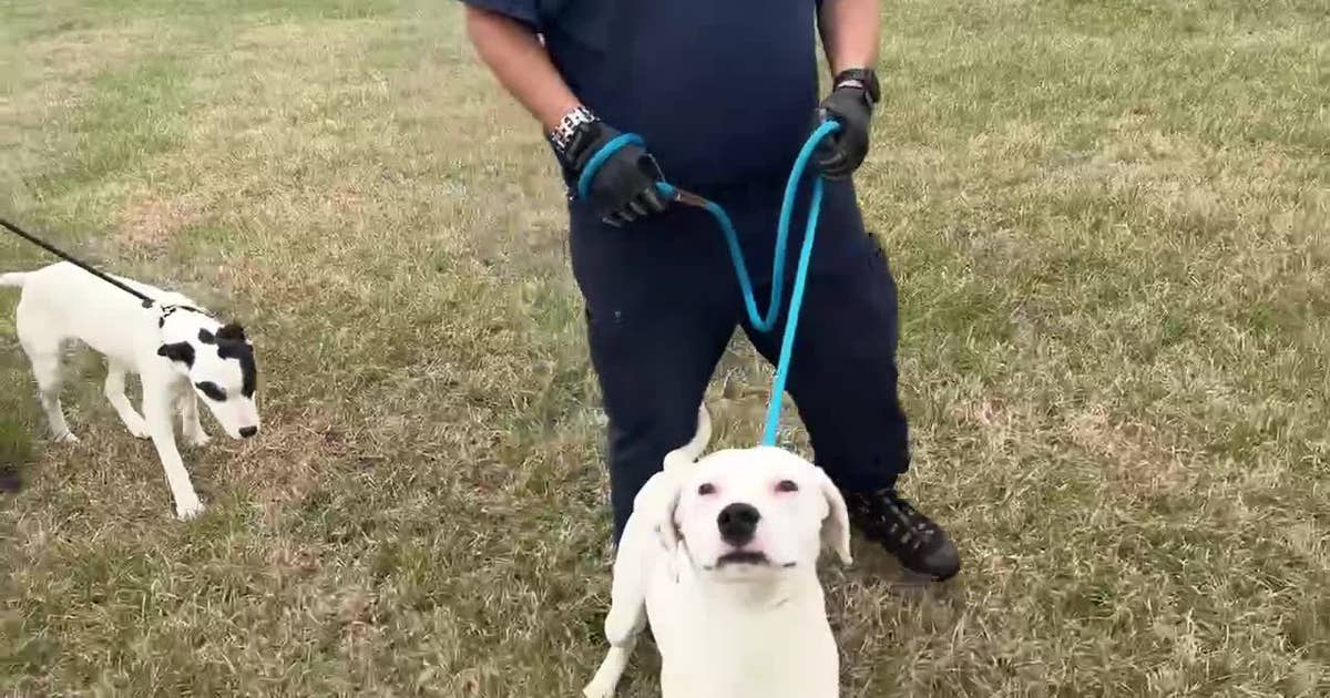 Volunteers work to help homeless, displaced pets after Griffin ...