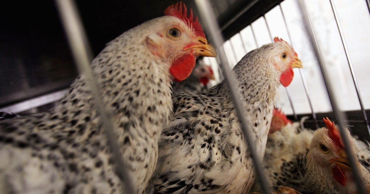 Avian flu reported at Walker County poultry producer | FOX 5 Atlanta