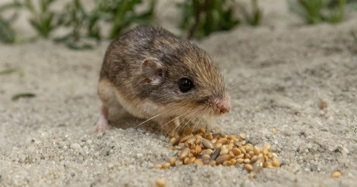 Oldest living mouse in human care awarded Guinness World record | FOX 5 ...