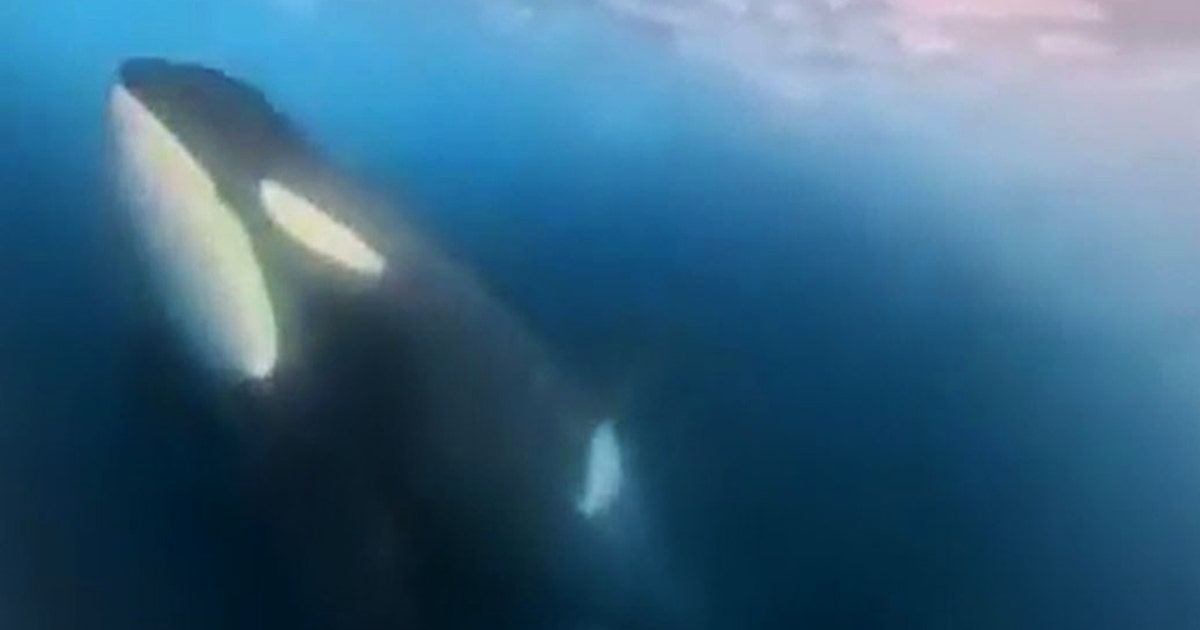 Watch: Spectacular underwater footage captures orca 'orchestra' in icy ...