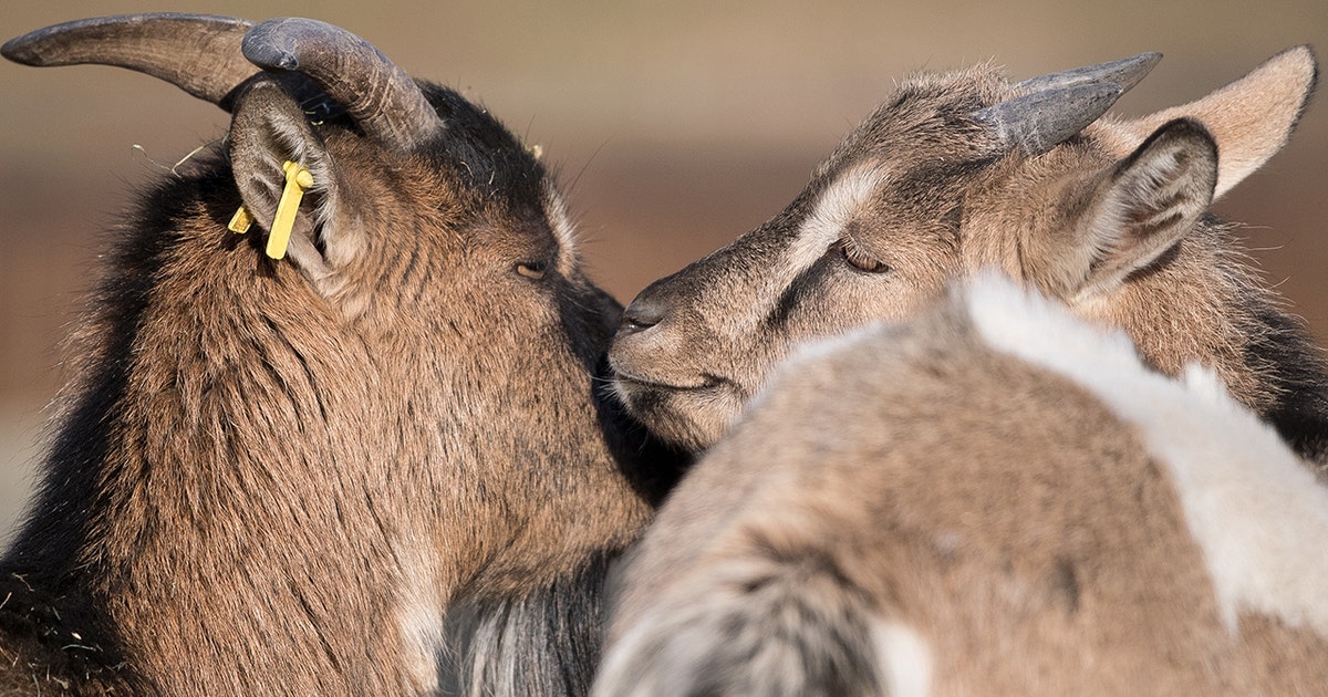 Former Mexico zoo director killed, cooked 4 goats for Christmas party ...