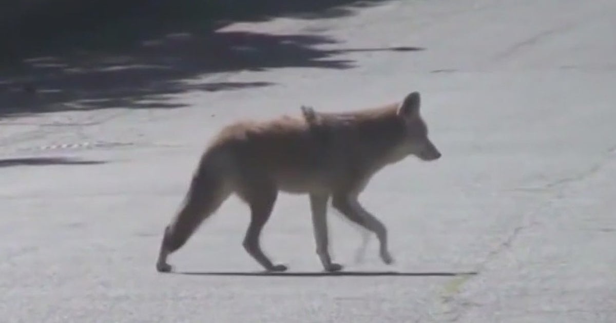 Coyote sightings on the rise in Georgia: Why and what to do if you ...
