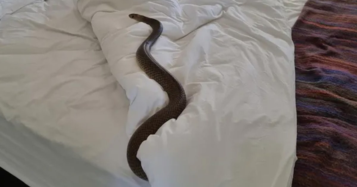 Australian woman uncovers highly venomous snake slithering in her bed ...