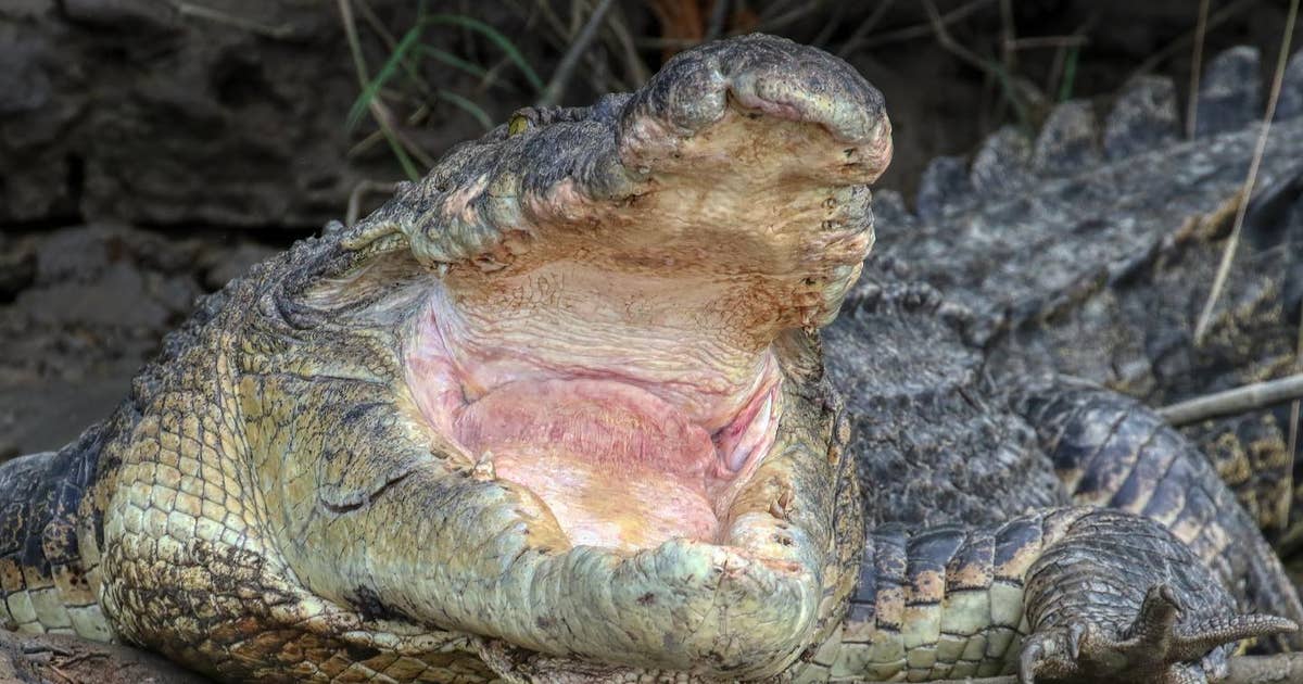 Famous 14-foot crocodile goes missing in Australia river, considered ...