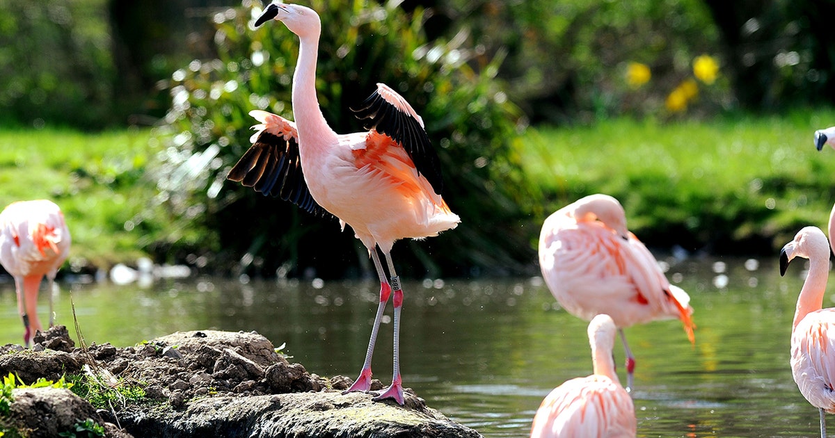 Flamingos form cliques within their flocks, new study finds | FOX 5 Atlanta