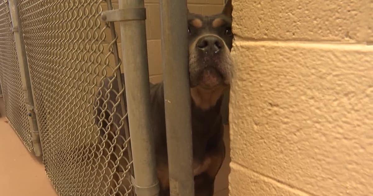 Clayton County Animal Control eliminates 'urgent list' | FOX 5 Atlanta