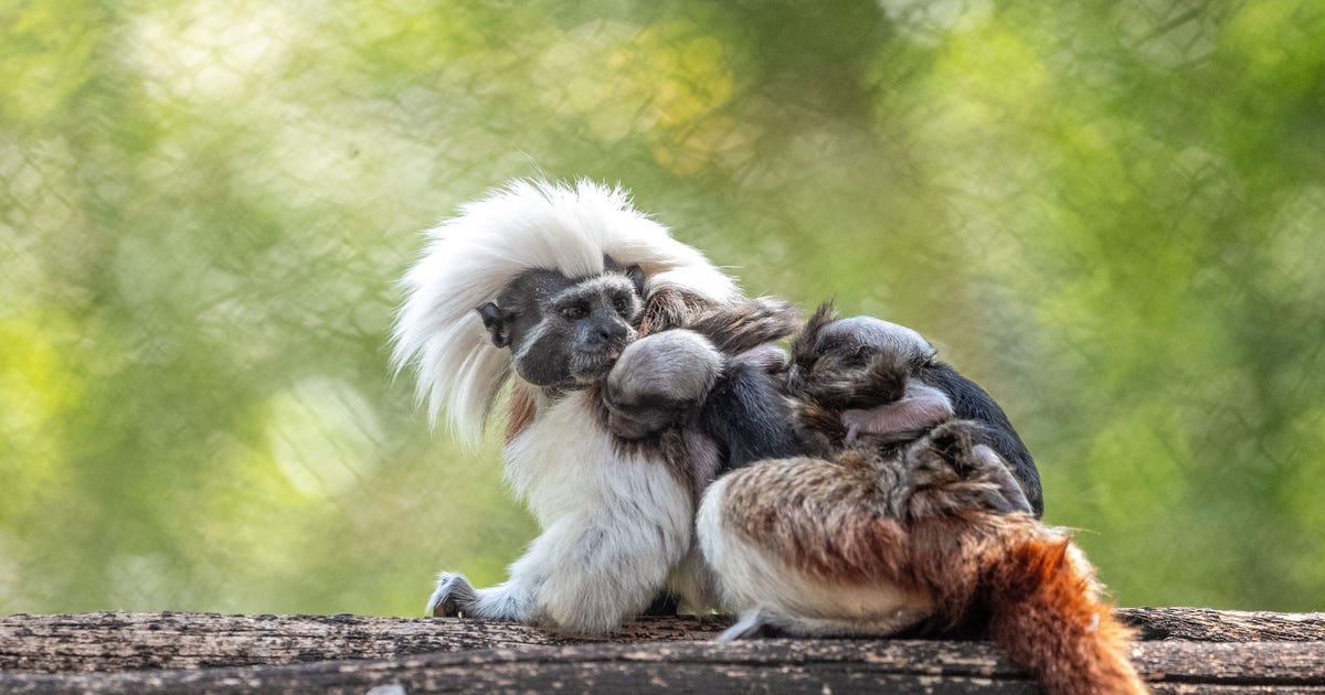 Disney World welcomes these rare, precious twin monkeys into Animal ...