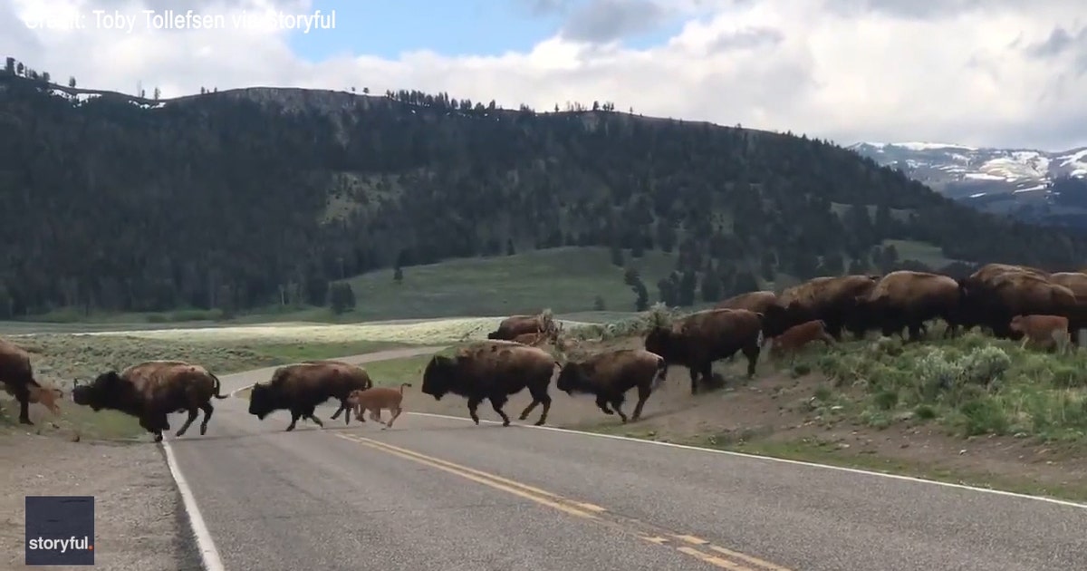 Watch: Large bison herd escorts calves across road in Yellowstone | FOX ...
