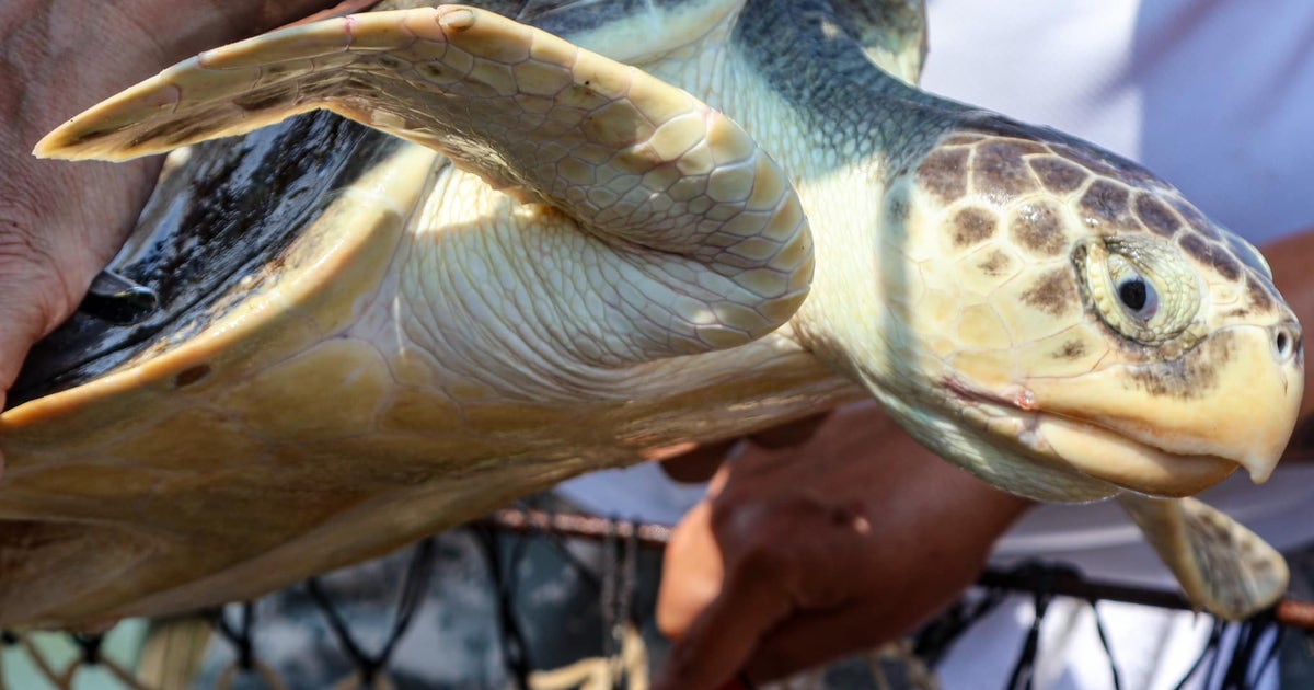 DNR officials rescue sea turtle caught by hook on Tybee Island pier ...