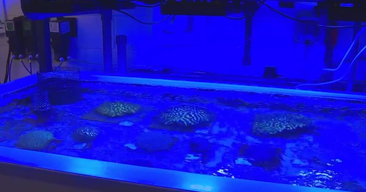 Georgia Aquarium works to help restore coral reefs | FOX 5 Atlanta