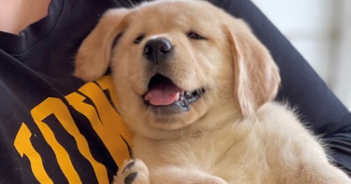 Meet Mae: FOX 5 fostering puppy to become future service dog | FOX 5 ...