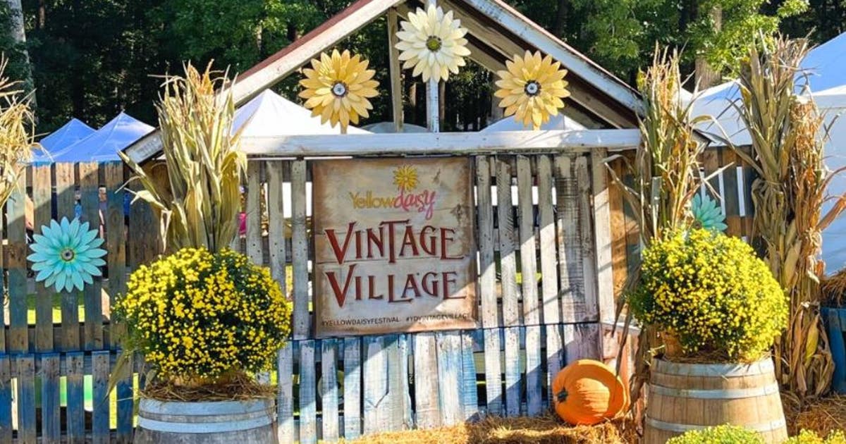 Popular Yellow Daisy Festival returns for 4 days to Stone Mountain Park ...