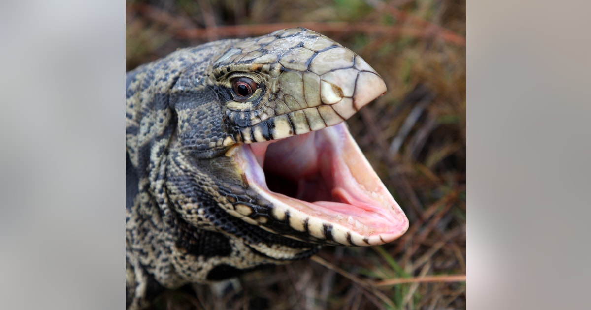 ‘Giant lizard’ found under Athens porch highlights requirement to ...