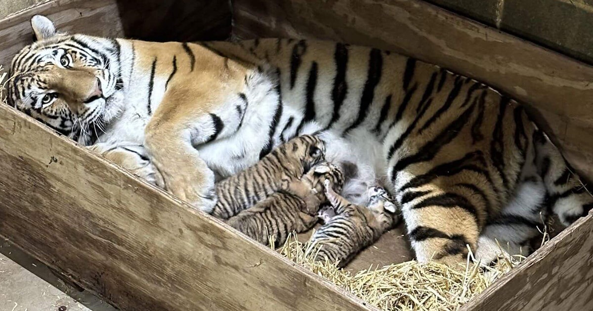 ‘Critically endangered’ Amur tiger cubs born at Saint Louis Zoo | FOX 5 ...