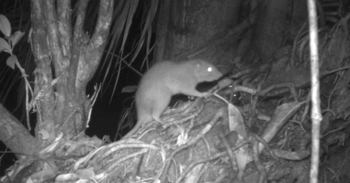 Ultra-rare, giant rat that cracks coconuts with its teeth caught on ...