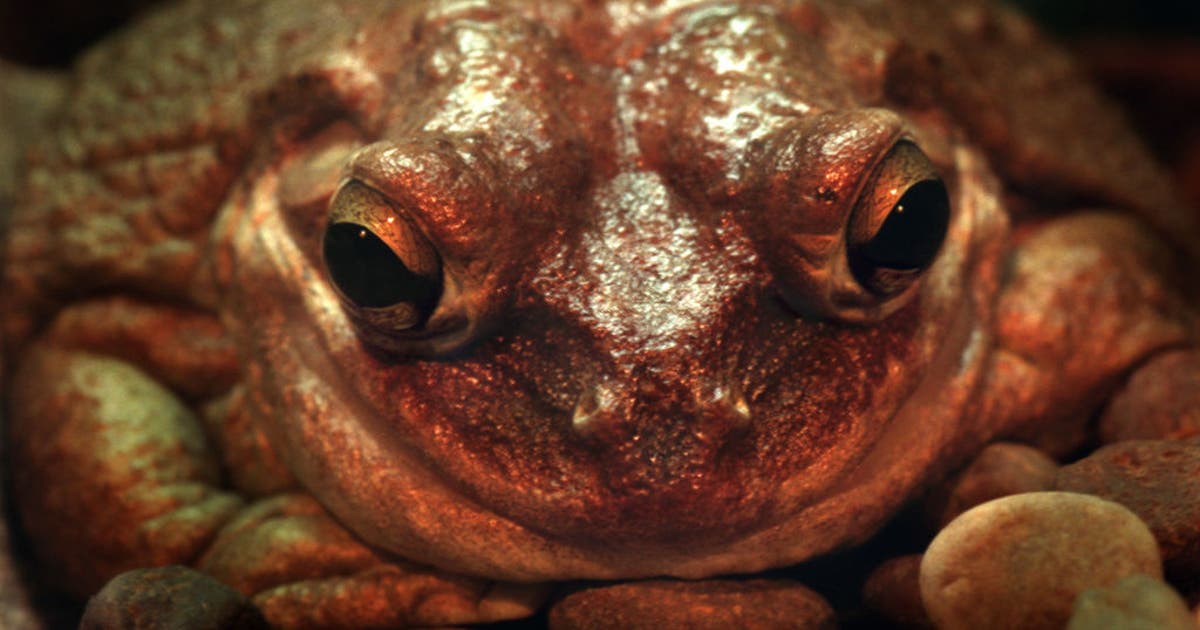 Cannibal Cuban frogs 'as big as your hand' spotted in Georgia | FOX 5 ...