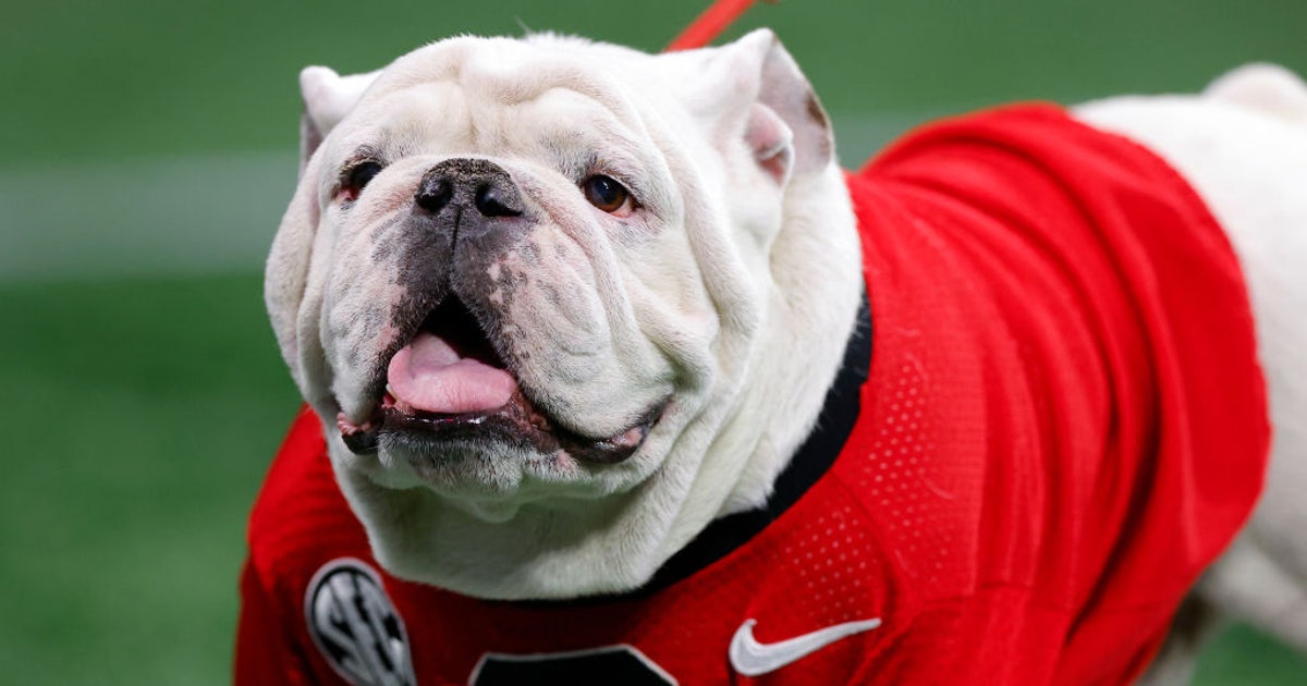 Uga X, retired University of Georgia mascot, dies at 10 | FOX 5 Atlanta