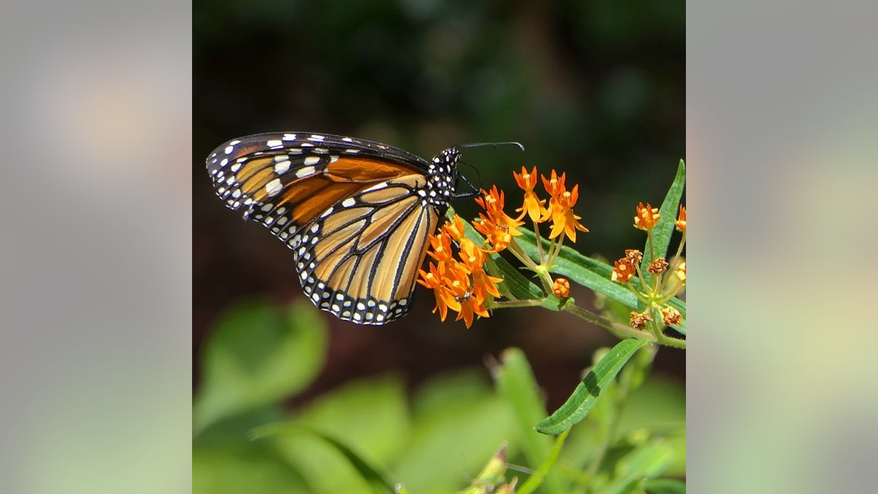 Volunteers needed to report sightings of monarch butterflies in ...