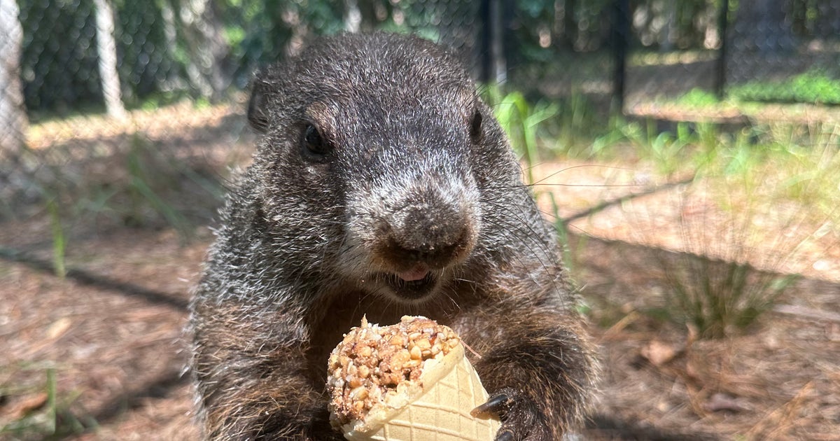 Georgia Groundhog Day 2024 General Beauregard Lee livestream | FOX 5 ...