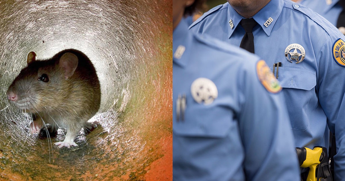 Rats eat marijuana evidence at infested New Orleans police headquarters ...