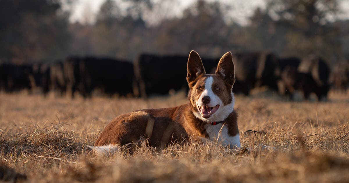 Georgia honors 2 farm dogs' bravery and loyalty in special ceremony ...