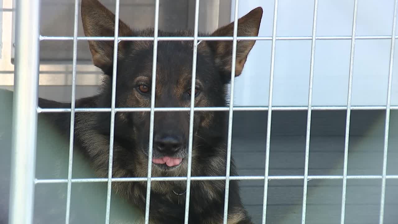 Cobb County Police K-9 unit tries out new canine-saving technology ...