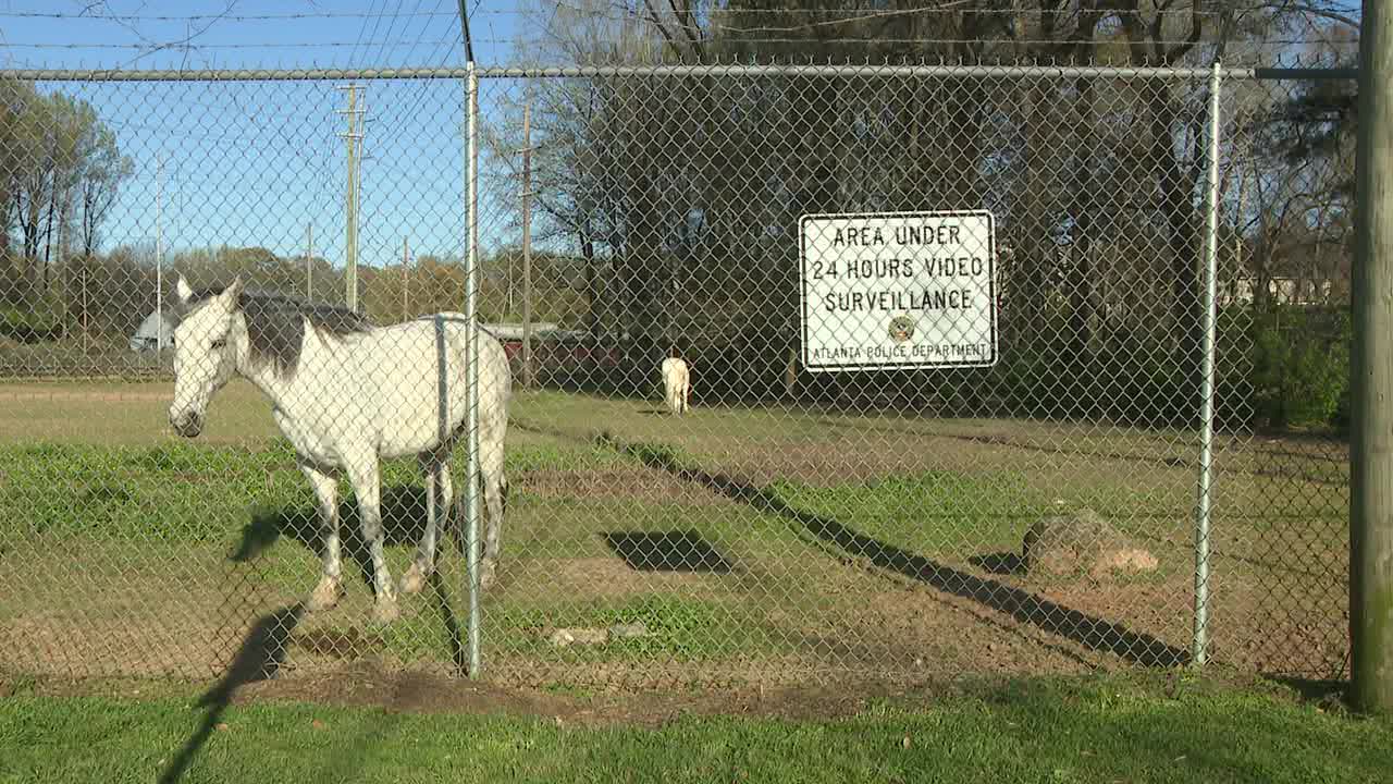Atlanta Police Mounted Patrol horse escapes through vandalized fence ...