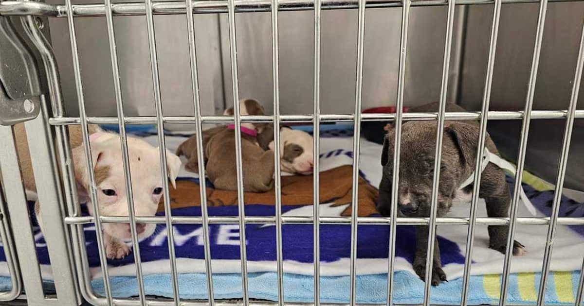 LifeLine Animal Project offers free pet adoptions across Atlanta ...