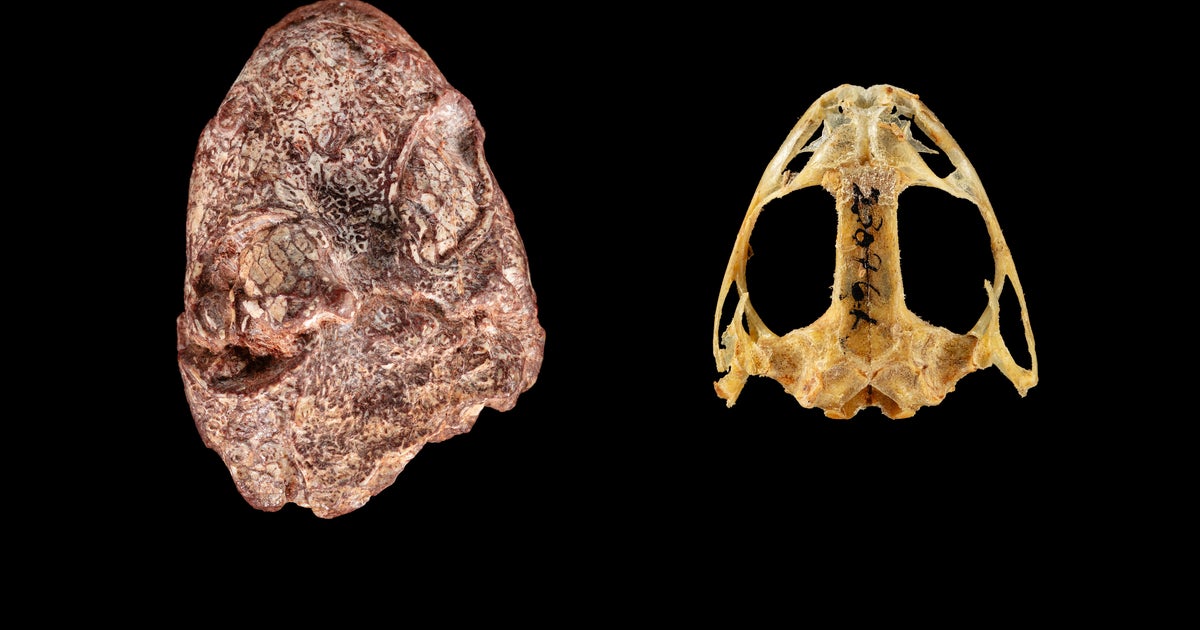 Fossil named after Kermit the Frog sheds light on amphibian evolution ...