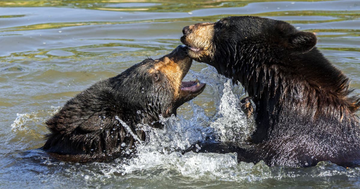 Family infected with parasitic worms from undercooked black bear meat ...