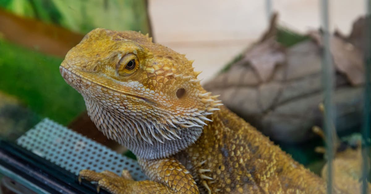 CDC warns of salmonella outbreak linked to bearded dragons in 9 states ...