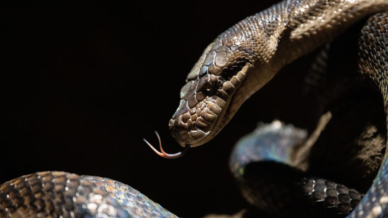 Python swallows woman whole in Indonesia | FOX 5 Atlanta Python swallows woman whole in Indonesia | FOX 5 Atlanta