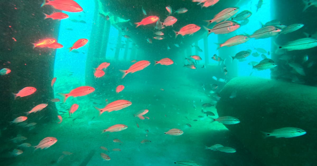 Old MARTA railcars turning into Georgia coral reef habitats | FOX 5 Atlanta