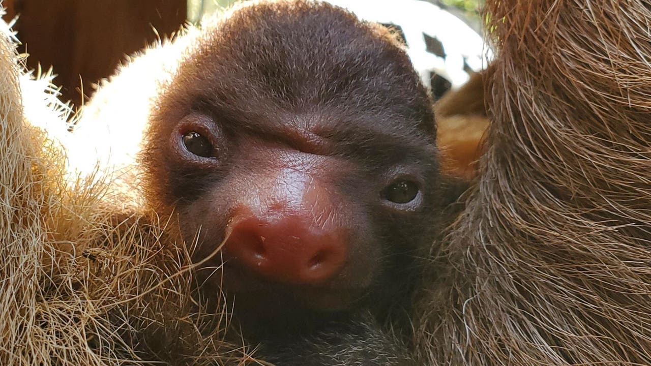 Look out Atlanta, there's a new sloth in town! | FOX 5 Atlanta