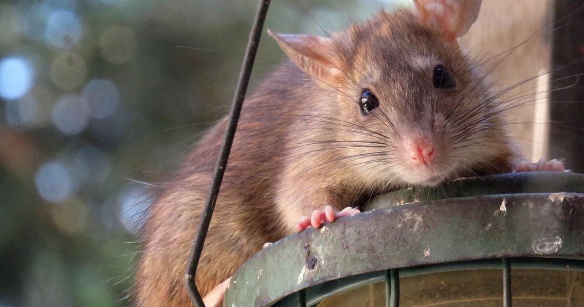 Atlanta named 1 of the most rat-infested cities in the US | FOX 5 Atlanta