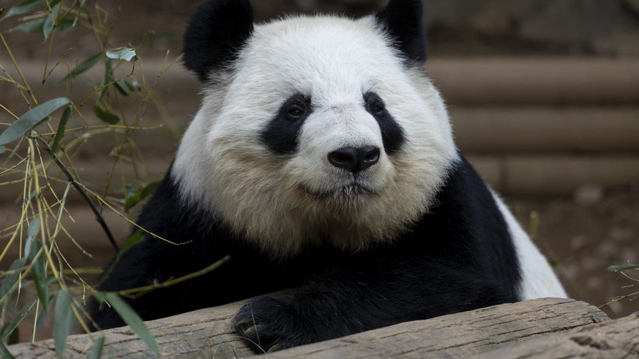Zoo Atlanta to say goodbye to giant pandas in October | FOX 5 Atlanta