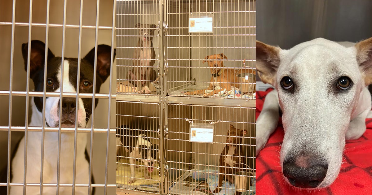 Animal cruelty case causes overcrowding crisis at DeKalb County shelter ...