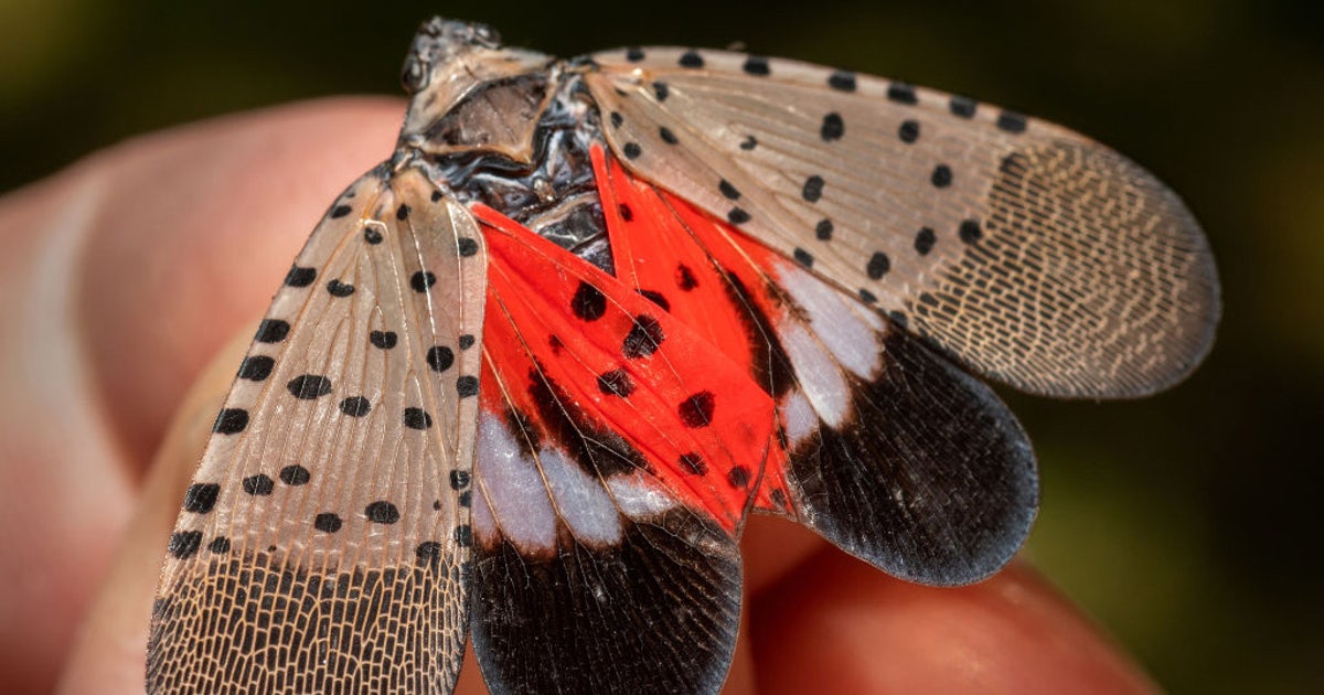 Invasive spotted insect found in Georgia could be 'serious threat ...