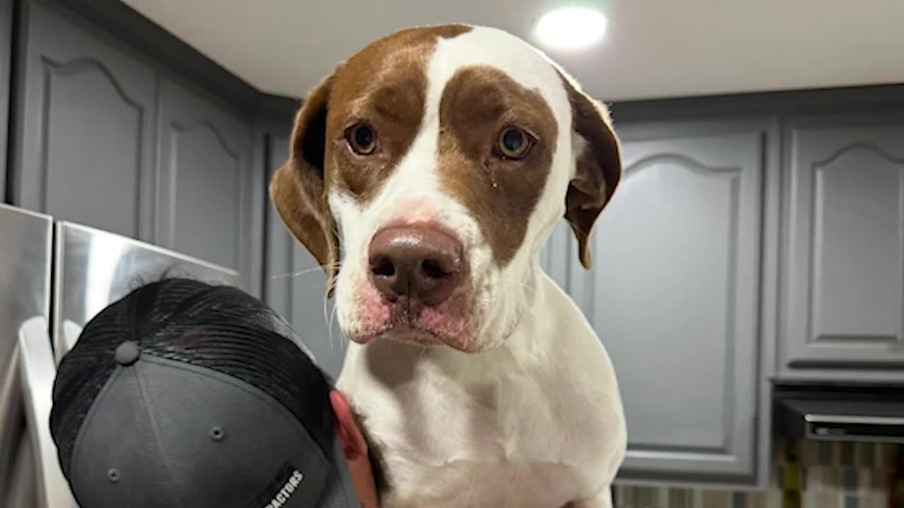 Bodycam footage released of Cobb County officer killing pet dog during ...