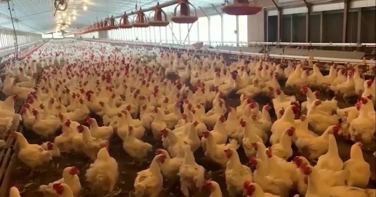 Avian influenza outbreak in Georgia halts sale of poultry, forces ...