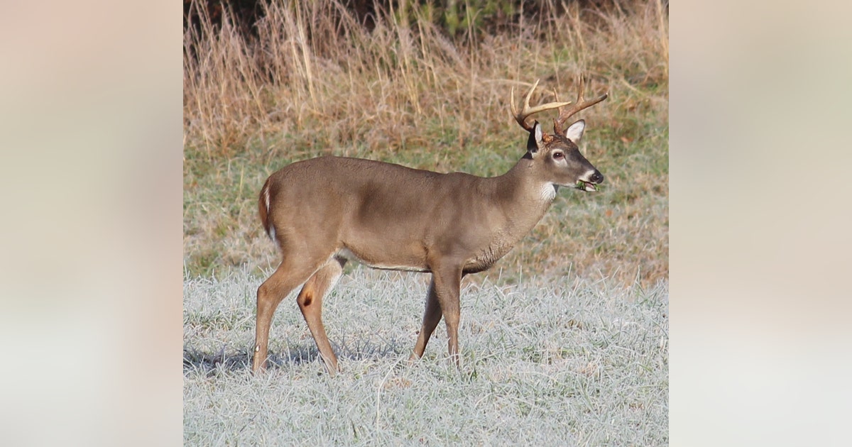 Georgia DNR confirms first case of chronic wasting disease in deer ...