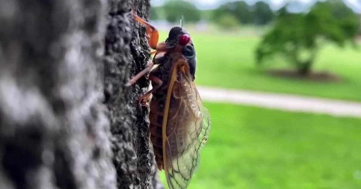 Cicada Brood XIV set to emerge in Georgia: Here's where and when they ...