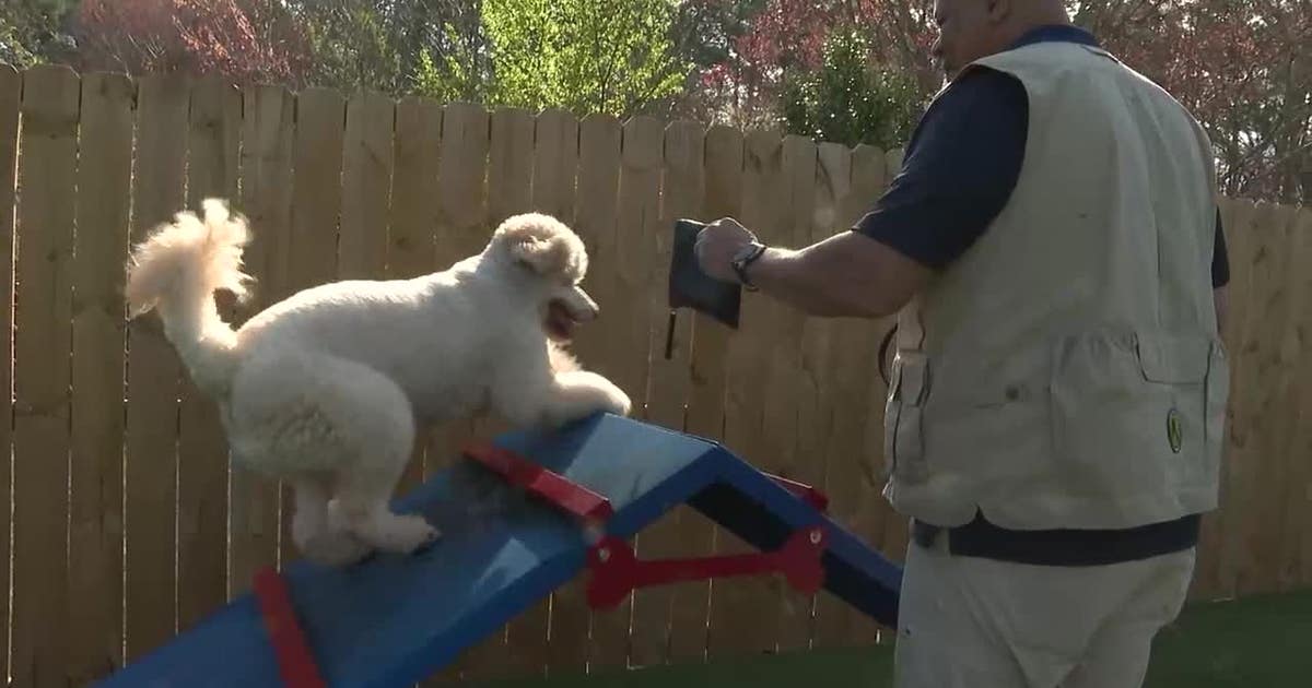 Nonprofit fundraising to train new service dog for veteran | FOX 5 Atlanta