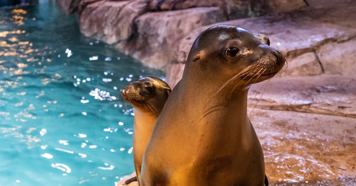 Georgia Aquarium makes a splash with Aqua Pass program | FOX 5 Atlanta