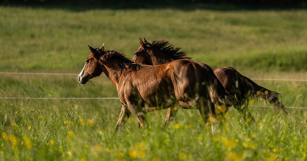 City of Milton bans fireworks near properties with horses | FOX 5 Atlanta